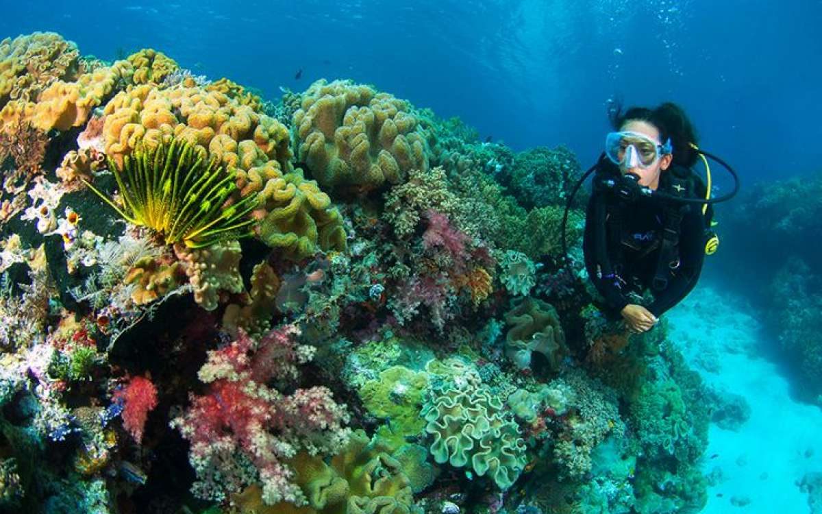 Setelah Lulus - Snorkeling & Diving Seru Di 7 Destinasi Wisata Laut ...